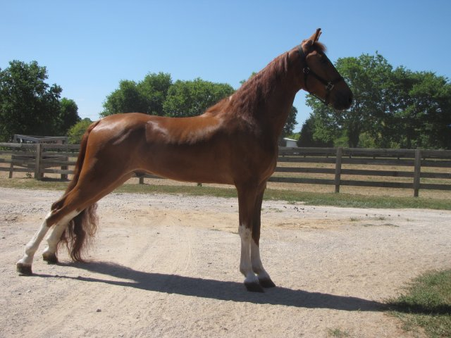 Tennessee Walking Horse | Sachs Family Farm
